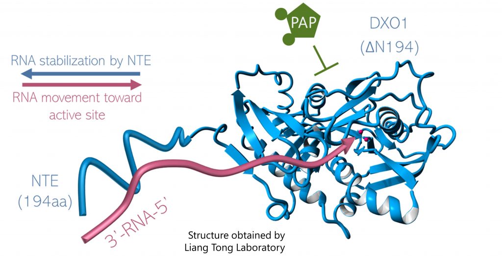 Plant projects – Kufel Lab