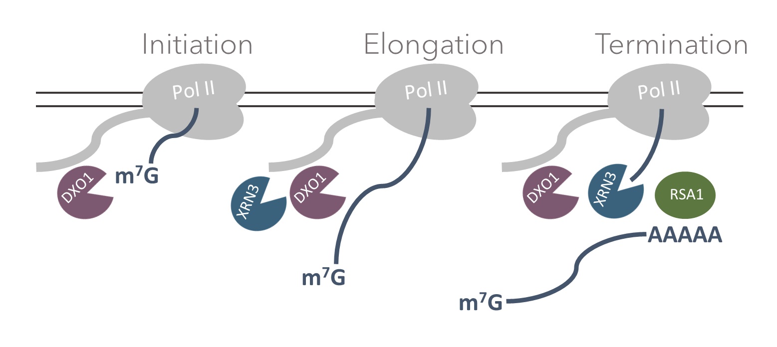 Plant projects – Kufel Lab